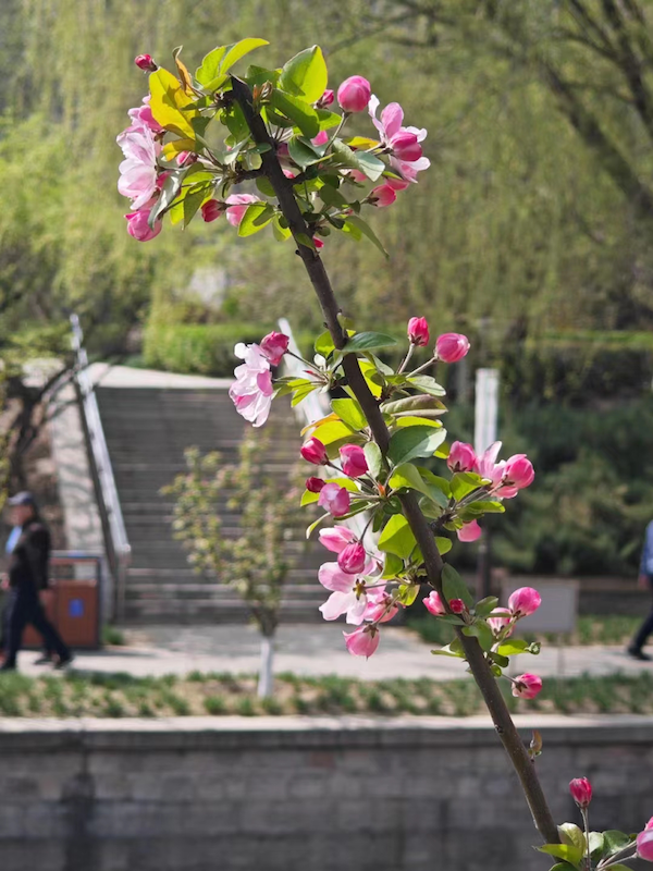 Les meilleurs endroits pour admirer les fleurs à Beijing au printemps